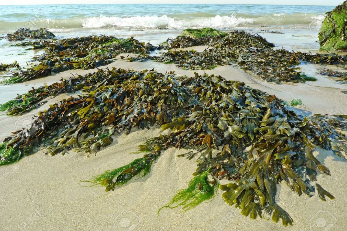 Freezing Time, Seaweed, and the Biologic Imaginary | Musings on Maps ...